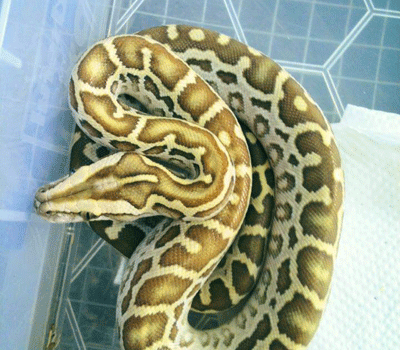 Hypo Burmese Python double het - Snakes - Livestock - Blue Lizard ...