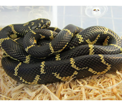 Eastern Banded -Chain- King Snake - Snakes - Livestock - Blue Lizard ...