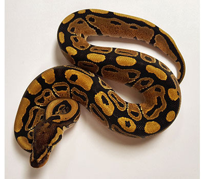 Spectre Royal Python - Snakes - Livestock - Blue Lizard Reptiles ...