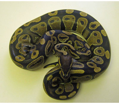 Royal Python Female - Snakes - Livestock - Blue Lizard Reptiles ...