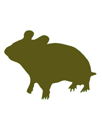 Frozen Hamster - Other - Frozen Foods - Blue Lizard Reptiles - Reptile Shop